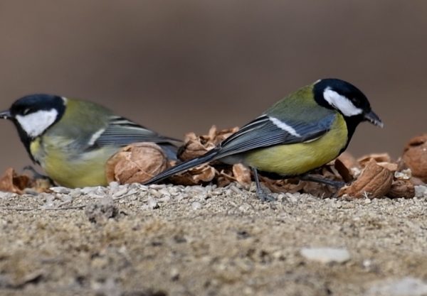 Colecție de videoclipuri – MHF Photography